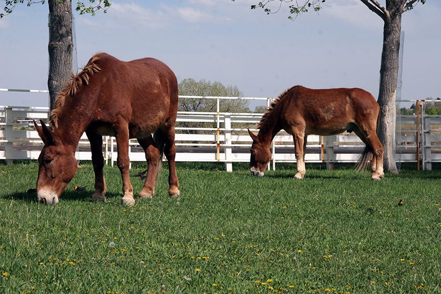 MULE CROSSING: Looking Objectively at Your Equine – Mule, Donkey ...