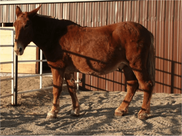 What’s New with Roll? Comparisons