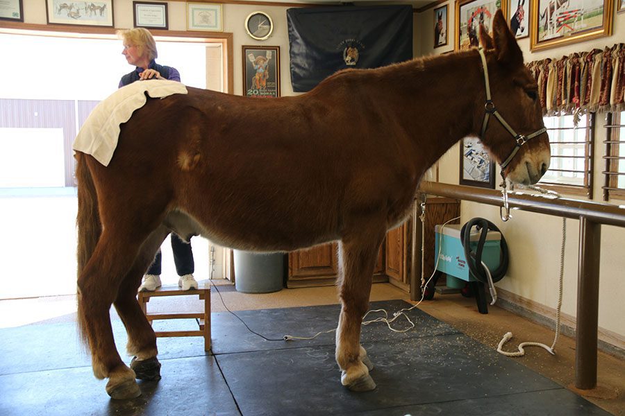 What’s New with Roll? Roll’s Insights into Massage Therapy – Mule ...