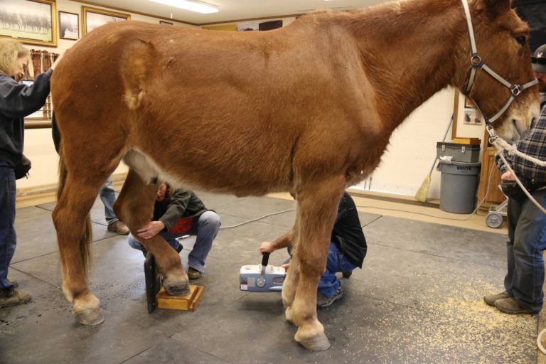 What’s New with Roll? X-Rays & Chiropractic – Mule, Donkey & Horse ...