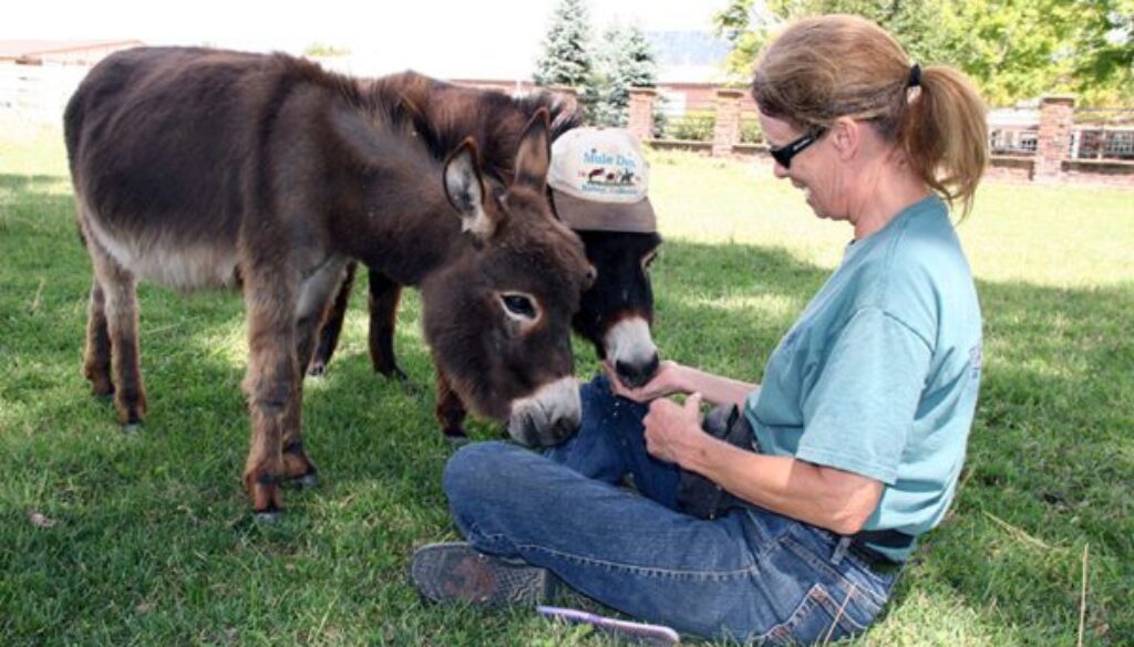 MULE CROSSING: Getting Down with Minis, Part 1 – Mule, Donkey & Horse ...
