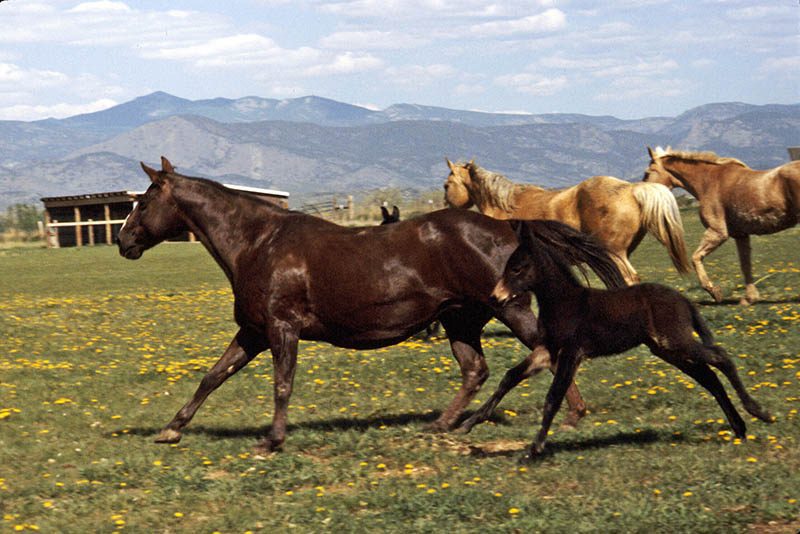 MULE CROSSING: The Mule Foal – Mule, Donkey & Horse Training with ...