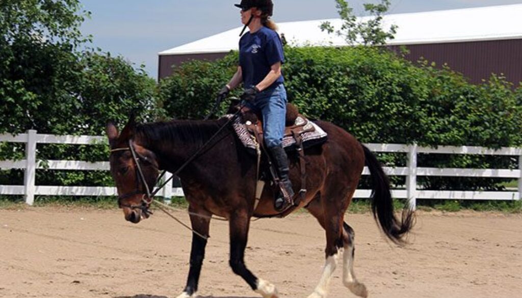 MULE CROSSING: Selecting a Trainer – Mule, Donkey & Horse Training with ...