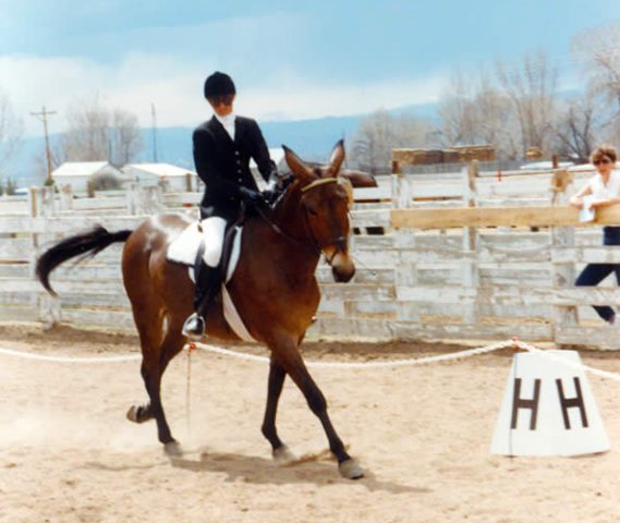 MULE CROSSING: Dancing with Mules – Mule, Donkey & Horse Training with ...