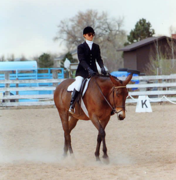 MULE CROSSING: Dancing with Mules – Mule, Donkey & Horse Training with ...