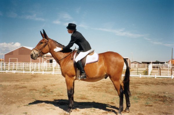 MULE CROSSING: Dancing with Mules – Mule, Donkey & Horse Training with ...