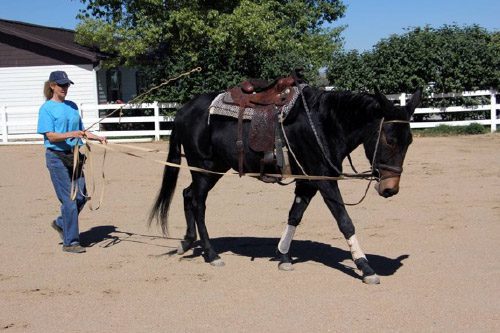 MULE CROSSING: TMD Letter: Dear Longears Lover: Groundwork on the Flat ...