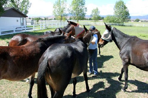 MULE CROSSING: TMD Letter: Dear Longears Lover: Groundwork on the Flat ...