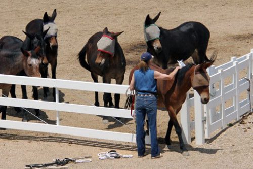 MULE CROSSING: TMD Letter: Dear Longears Lover: Groundwork on the Flat ...