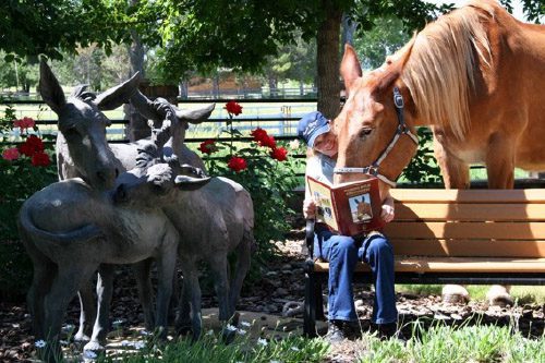 MULE CROSSING: How to Use the TMD Training Products – Mule, Donkey ...