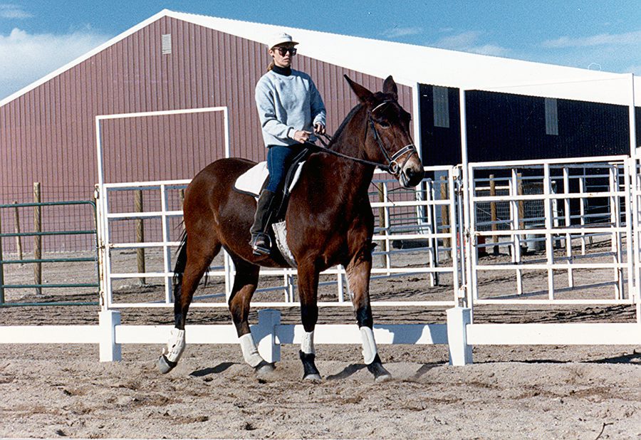 MULE CROSSING: Turns On the Forehand and Haunches – Mule, Donkey ...