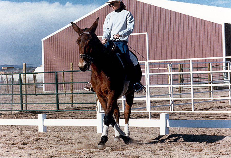 MULE CROSSING: Turns On the Forehand and Haunches – Mule, Donkey ...