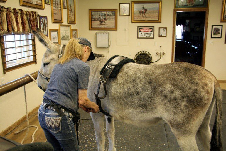WRANGLER’S DONKEY DIARY: MORE LUNGING & GROUND DRIVING: 8-4-20 – Mule ...