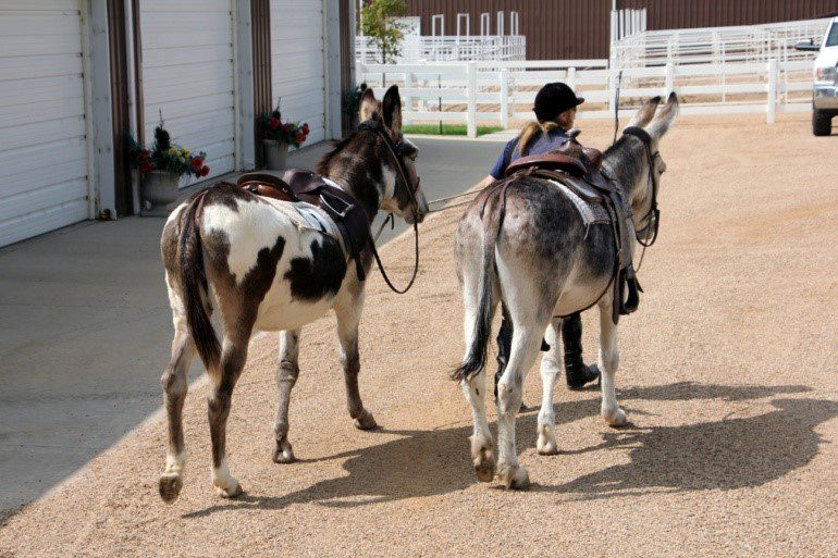WRANGLER’S DONKEY DIARY: Wrangler’s First Ride: 9-15-20 – Mule, Donkey ...