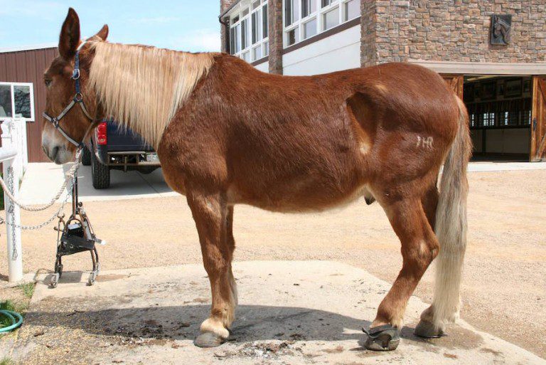 What’s New with Roll? Wash Mane-Tail & Farrier – Mule, Donkey & Horse ...