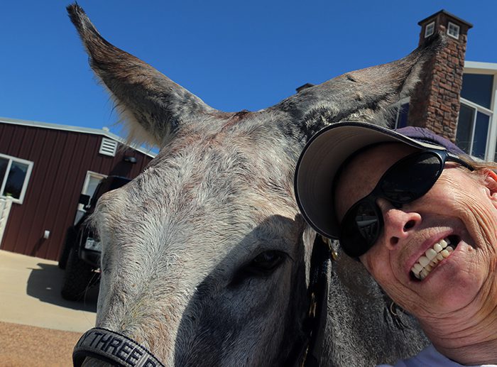 Wrangler’s Donkey Diary: Wrangler’s Summer Bath – Mule, Donkey & Horse ...