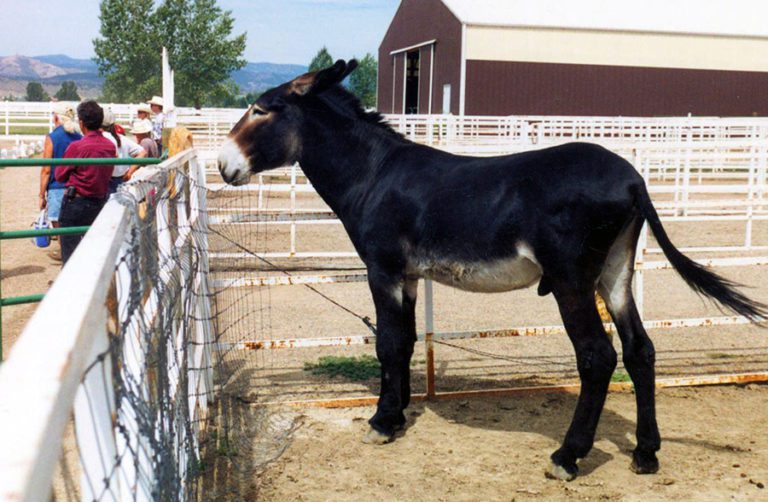 MULE CROSSING: Why Mules Are Exceptional – Mule, Donkey & Horse ...