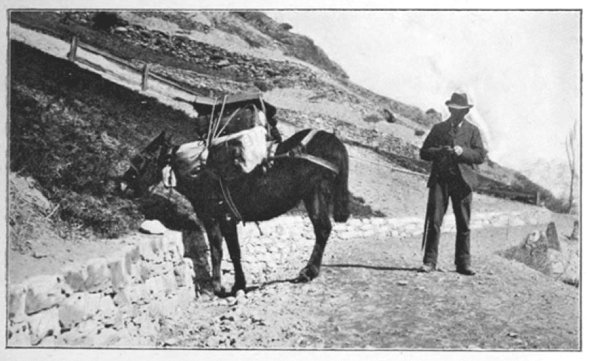 From the SWISS BULLETIN: The last packer of Zermatt Belvedere – Mule ...
