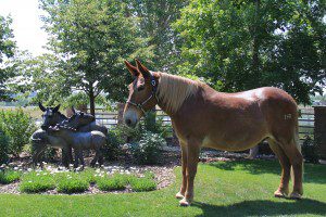 What’s New with Roll? Good Manners