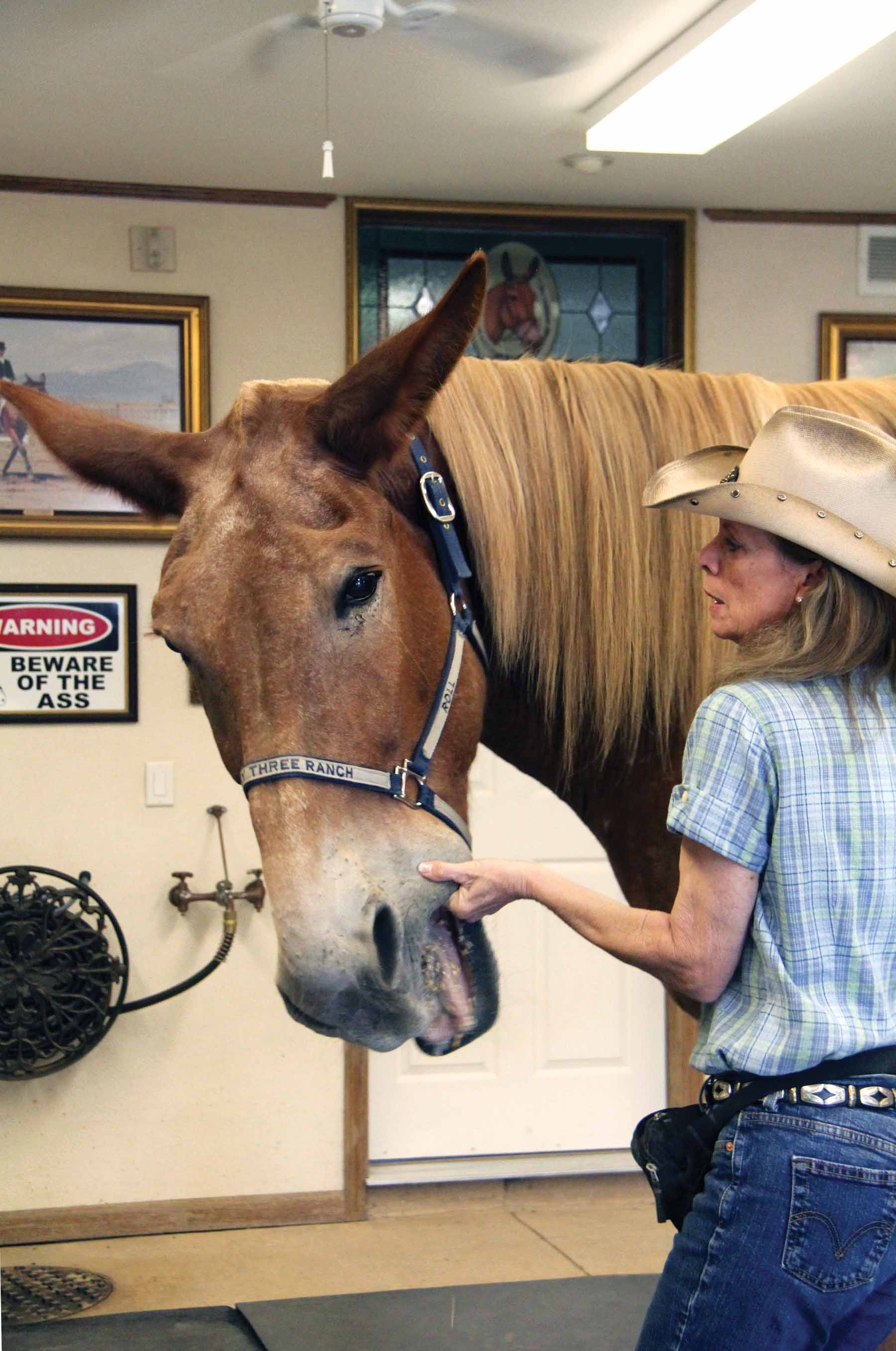 MULE CROSSING: A Bit About Communication with Your Equine – Mule ...